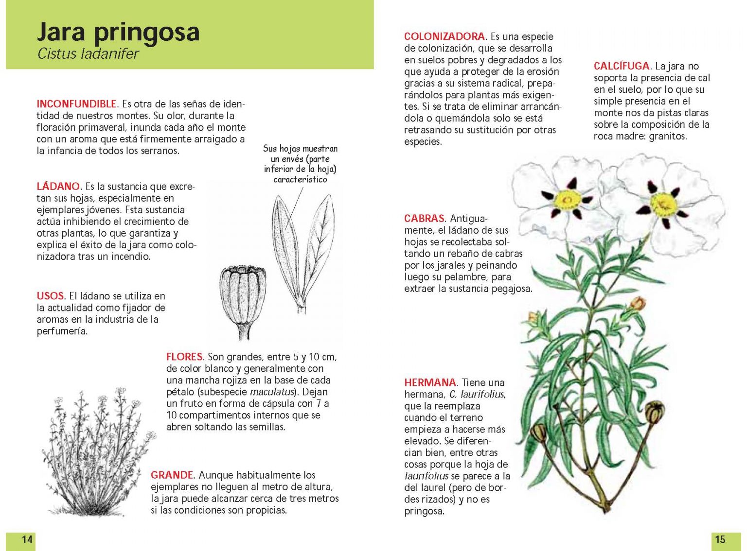 Flora y fauna en San Lorenzo de El Escorial - Turismo San Lorenzo de El ...